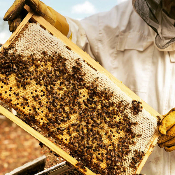 Happy Bees for Sale for your Flow Hive | Two Busy Bees Honey