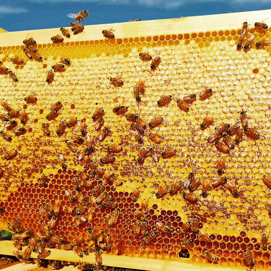 Two Busy Bees Honey | Est 2015 - Honey, Bees for Flow Hives & Tours